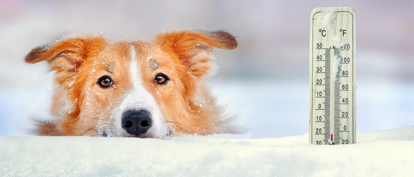 Is Your Dog at Risk of Frostbite? What Every Dog Lover Should Know ...
